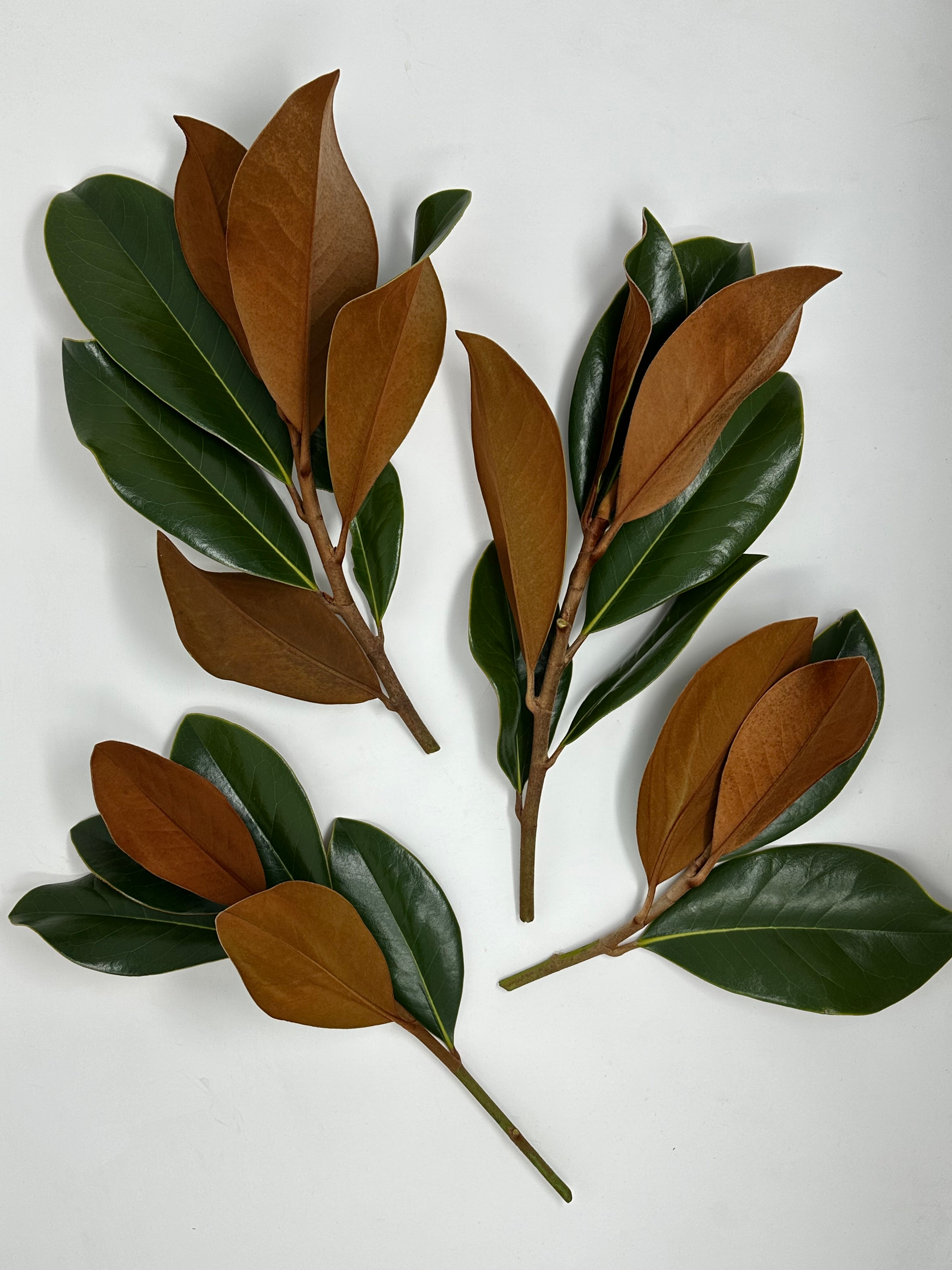 Magnolia Bunches – Evergreen