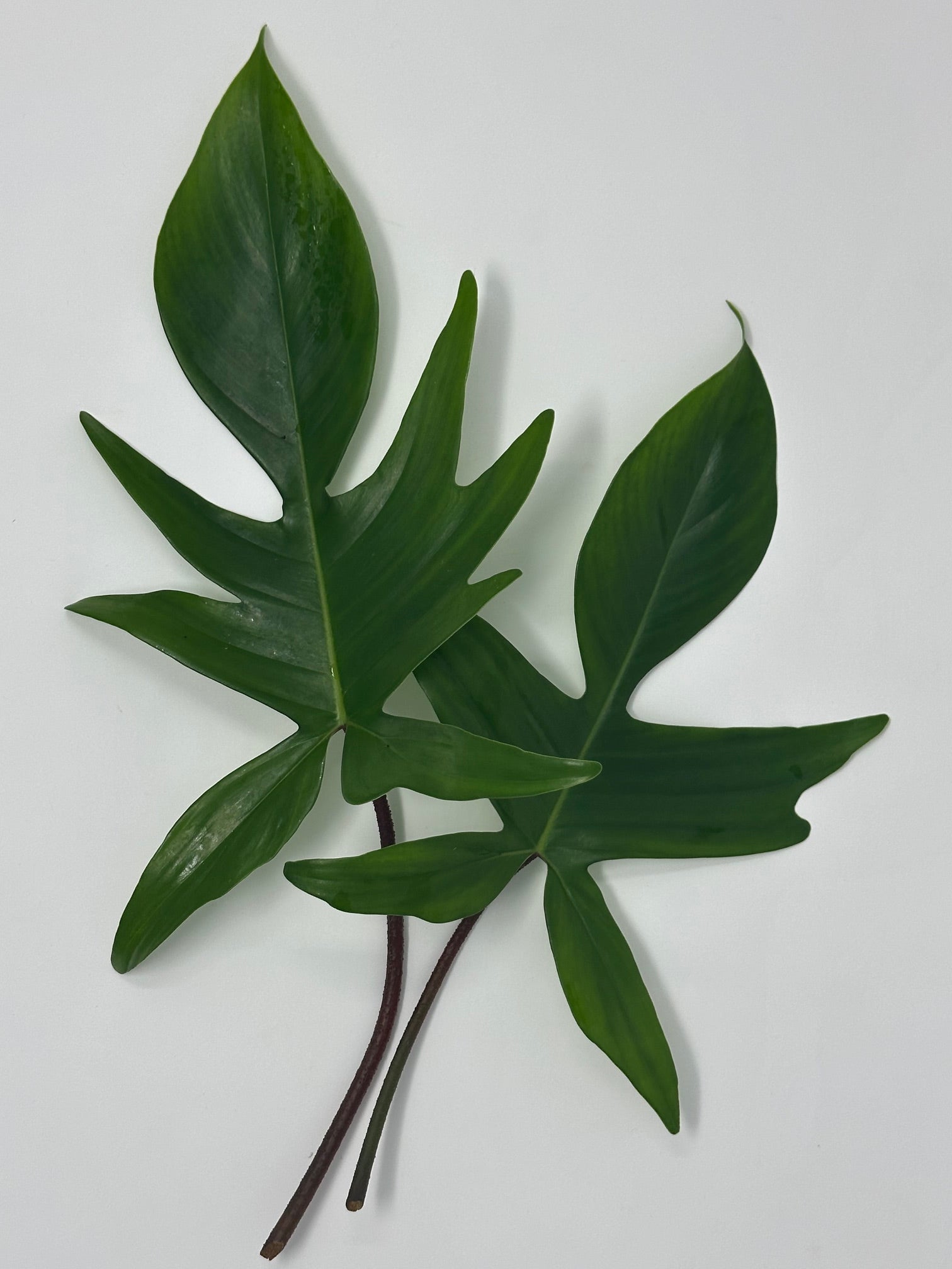 Florida Philly – Evergreen