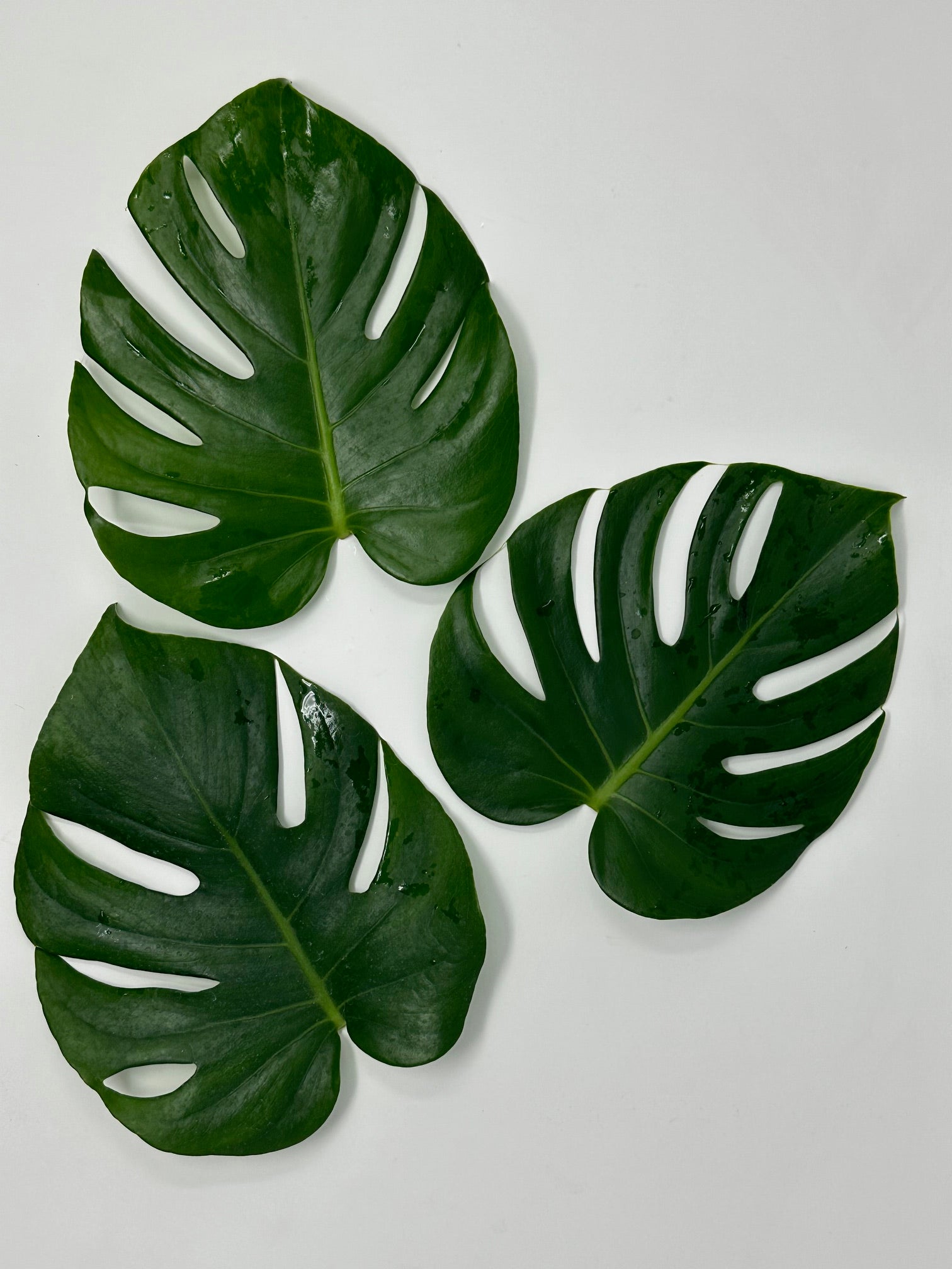 Monster Medium Leaves – Evergreen