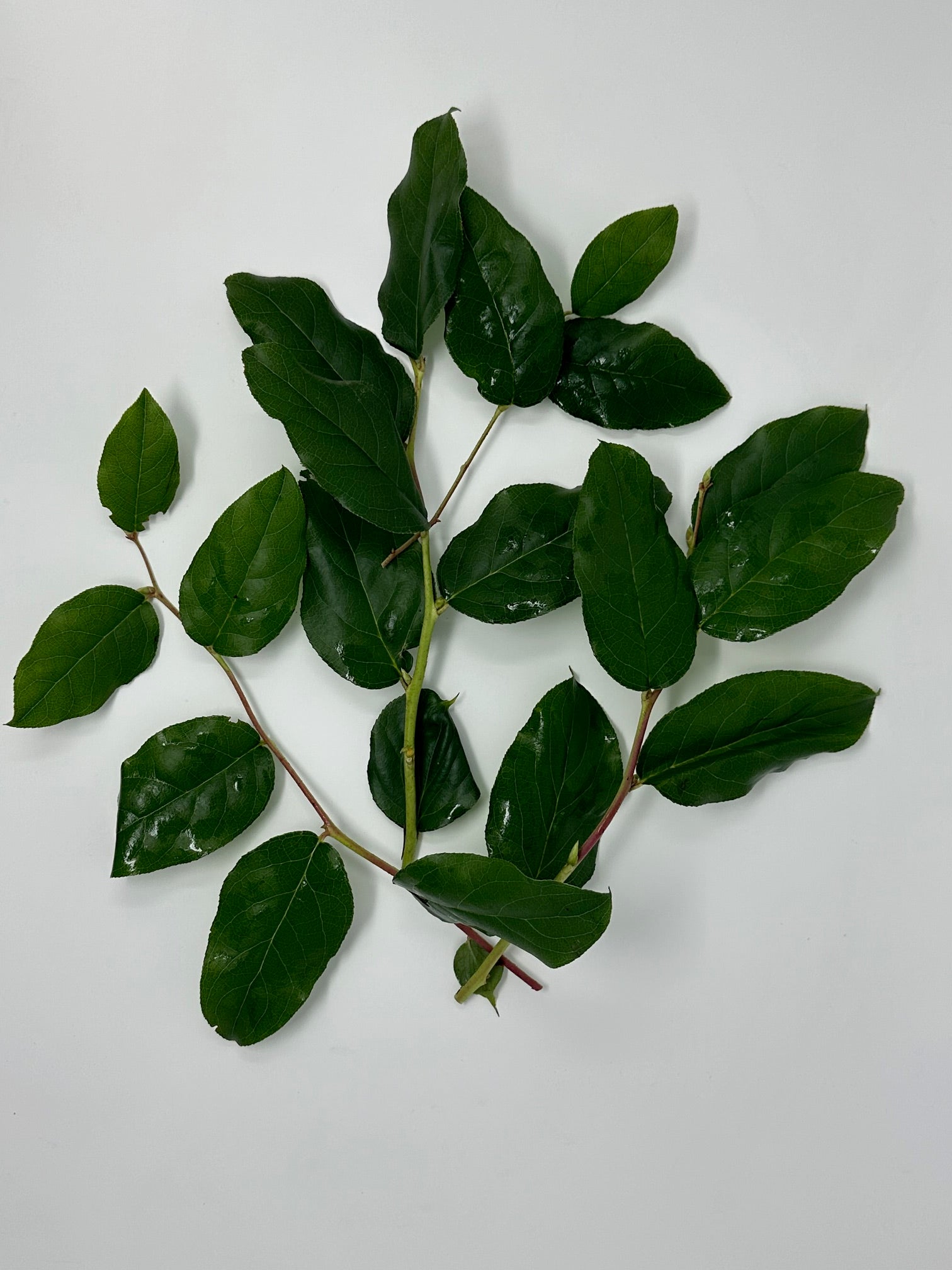 Salal- Long – Evergreen