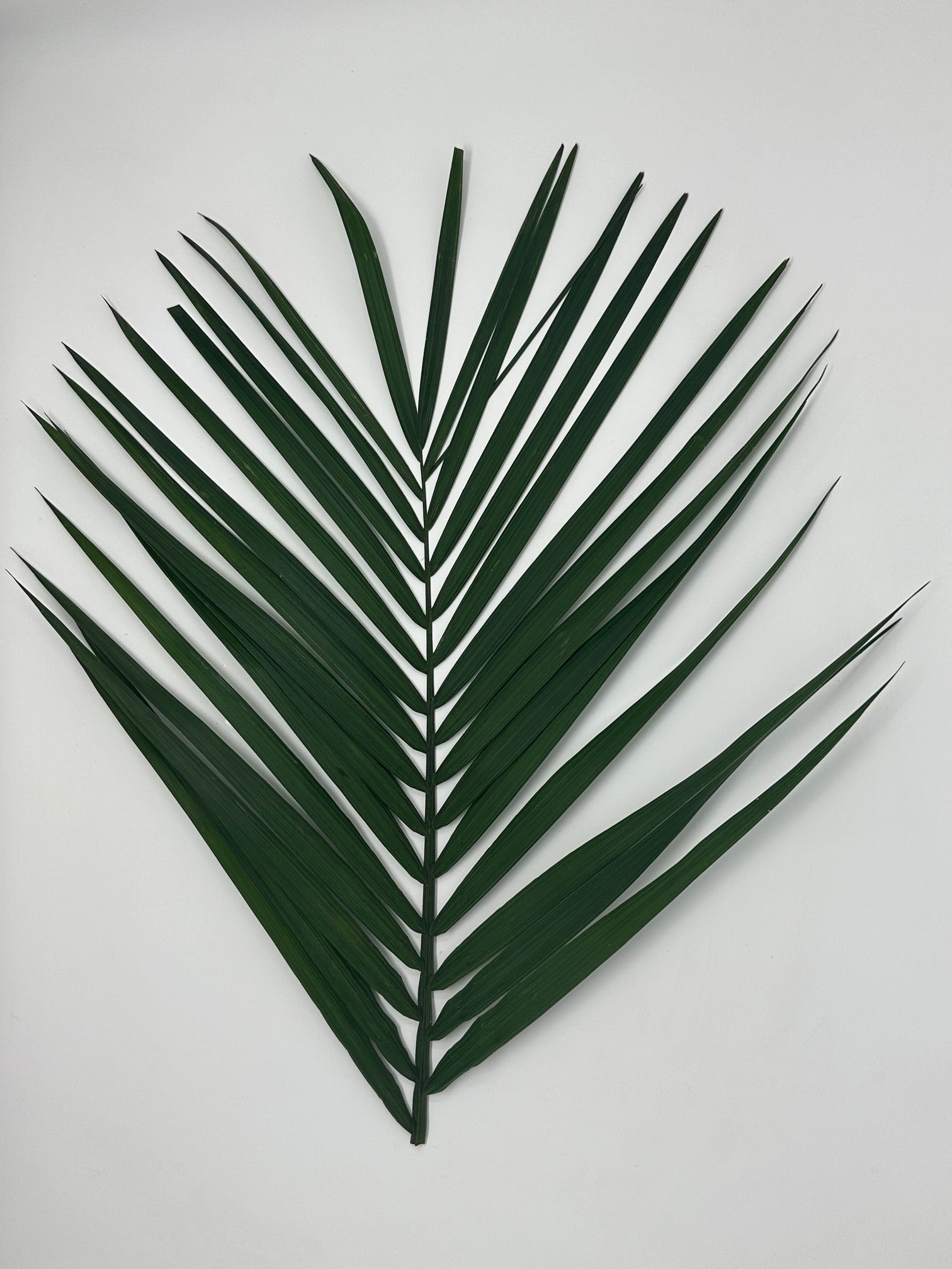 Teepee Palm – Evergreen